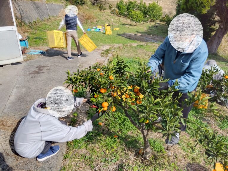 2024年10月14日 就労継続支援b型事業所 クルール舞子台二回目の施設外就労へ行ってきましたぞっ！本日はみかんとレモンを収穫