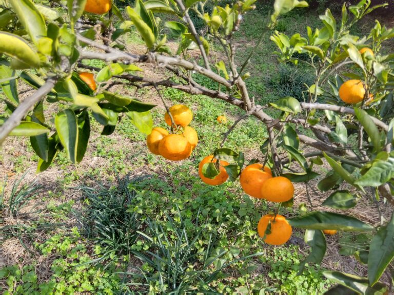 2025年9月17日 就労継続支援B型事業所クルール舞子台は先週に取ってきたみかんを仕分けします！ - クルール舞子台 https://couleur1225.com/%e5%b0%b1%e5 ...