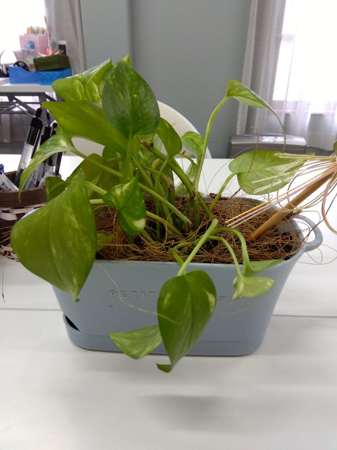 2025年8月17日 就労継続支援B型事業所クルール舞子台どうやらうちのポトスが元気がなく… - クルール舞子台 https ...