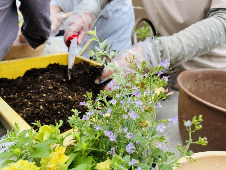 就労継続支援B型事業所 クルール舞子台 神戸市垂水区/ 夏の寄せ植え🌞🌼 💦 - クルール舞子台